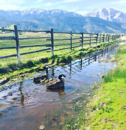 Alpine Ranch – Grass-fed Beef, Lamb and Pastured Berkshire Pork